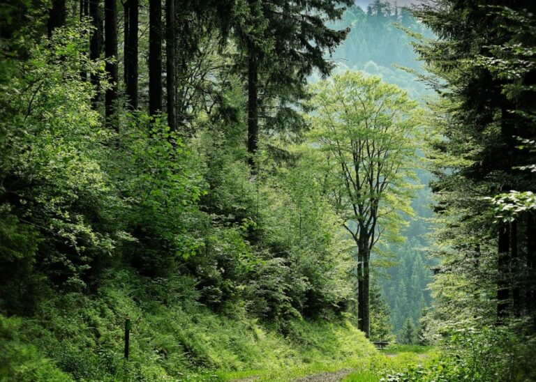 "Łączy nas czysty las": Wyjątkowa wymiana zużytego sprzętu na sadzonki ...